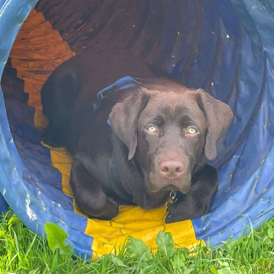 Paws Control Dog Training and Pet Sitter - Dog Training